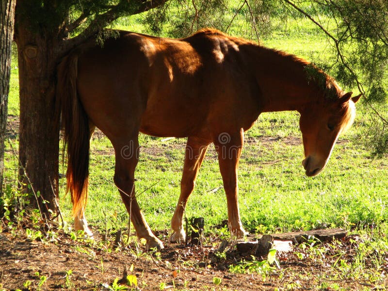 A Horse with an Itch stock image. Image of intelligent - 2267325
