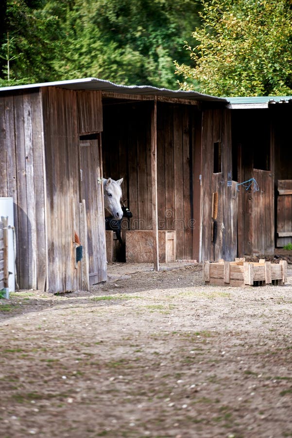 Horse on its ranch stock photo. Image of picked, crafts - 255465854