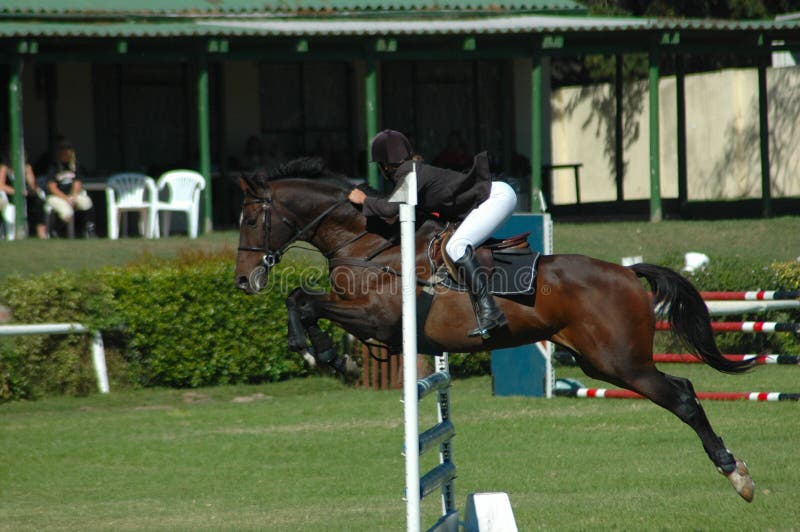 Horse jumping sport stock image. Image of beautiful, mammal - 2250377