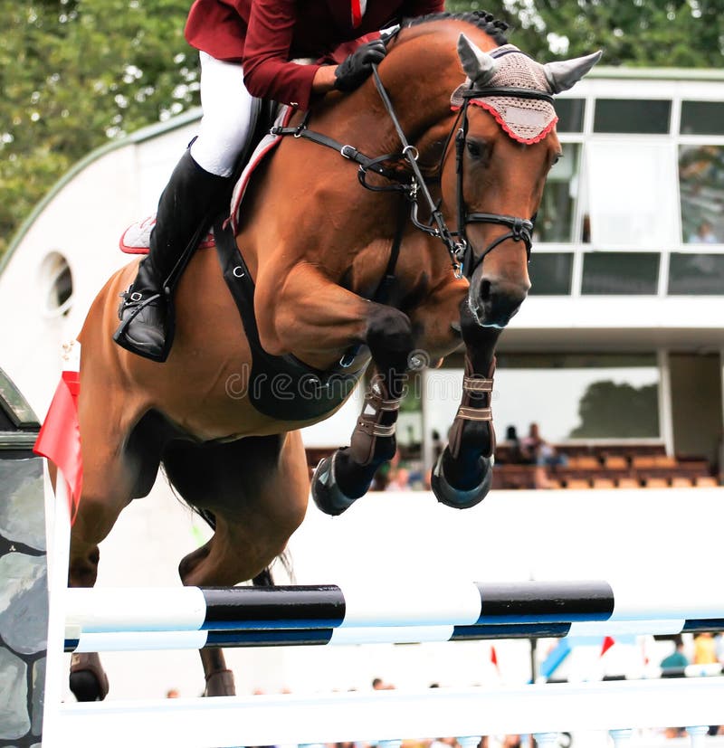 English Thoroughbred Horse Jumping with a Beautiful Background Stock ...
