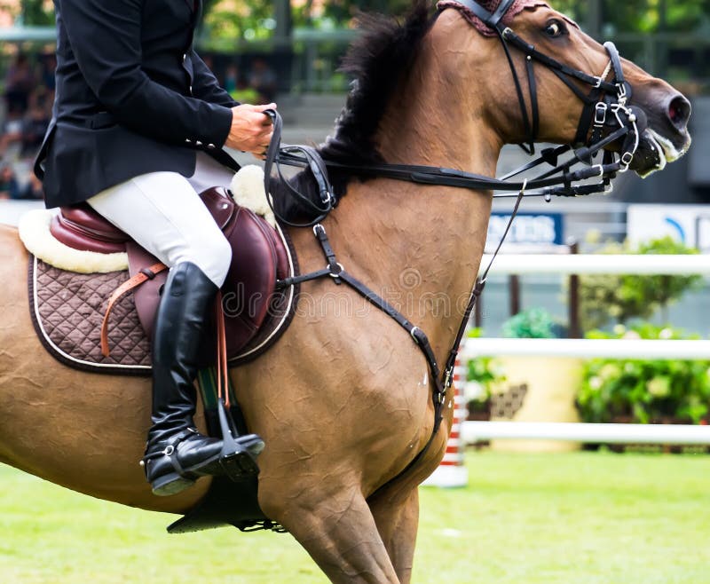 Horse jumping competition editorial stock image. Image of jumping ... Horse jumping competition editorial stock image. Image of jumping ...
