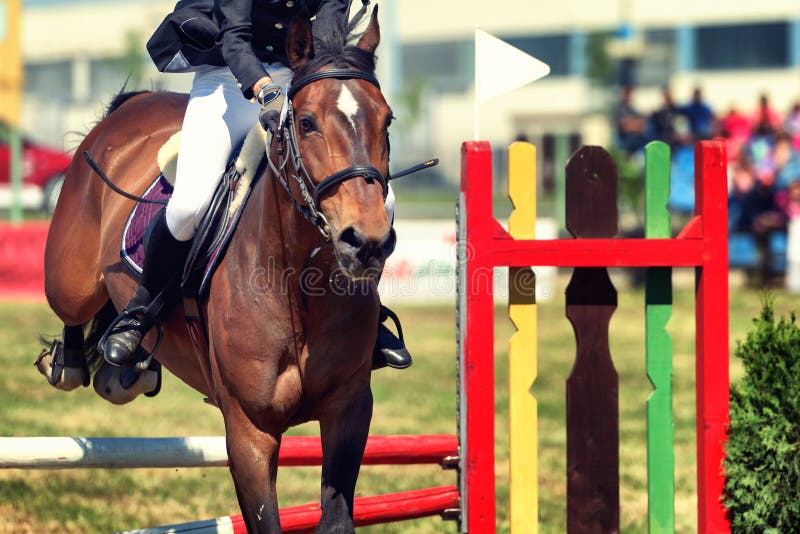 Horse jumping obstacle stock image. Image of activity - 72264805