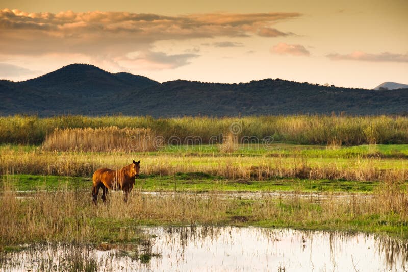 Horse in landscape stock image. Image of marsh, calmness - 7572321