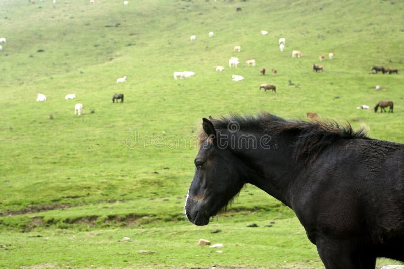 Horse Landscape in Green Meadow Pyrenees Stock Image - Image of outside ...