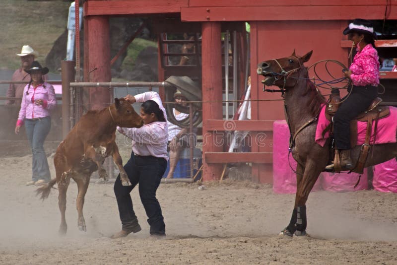 Horse laugh editorial stock image. Image of cancer, caballus - 21424924