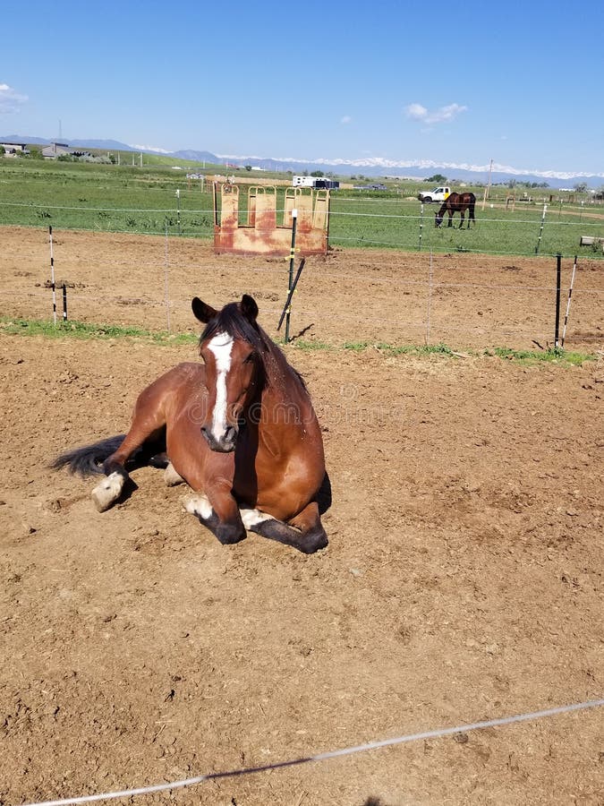 Horse laying down stock photo. Image of laying, farm - 213611460