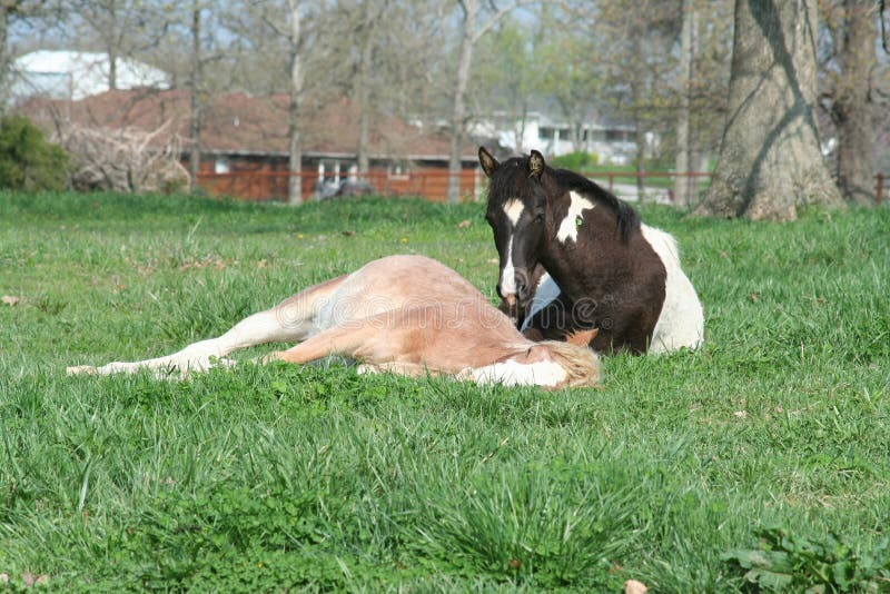 Horse Laying in a Field stock photo. Image of equine, mammal - 5046214