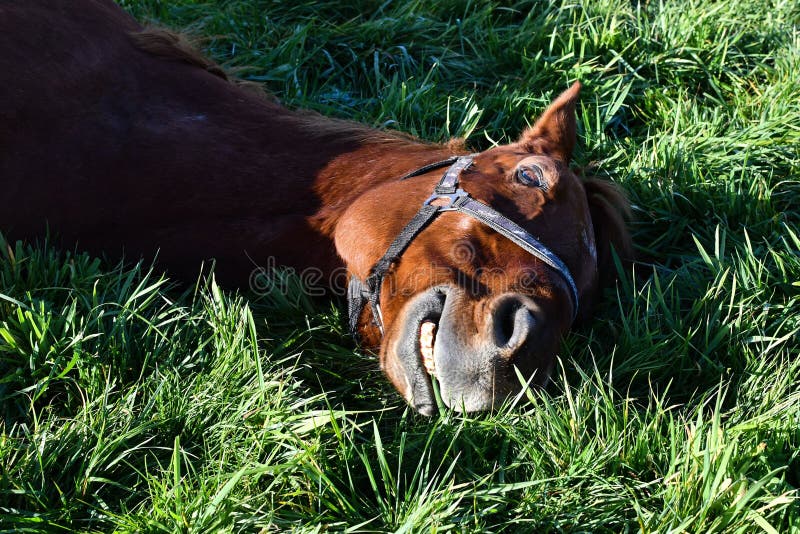 Horse Laying on Grassland in a Field Stock Image - Image of laying ...