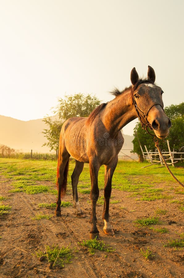 284 Scared Horse Stock Photos - Free & Royalty-Free Stock Photos from ...