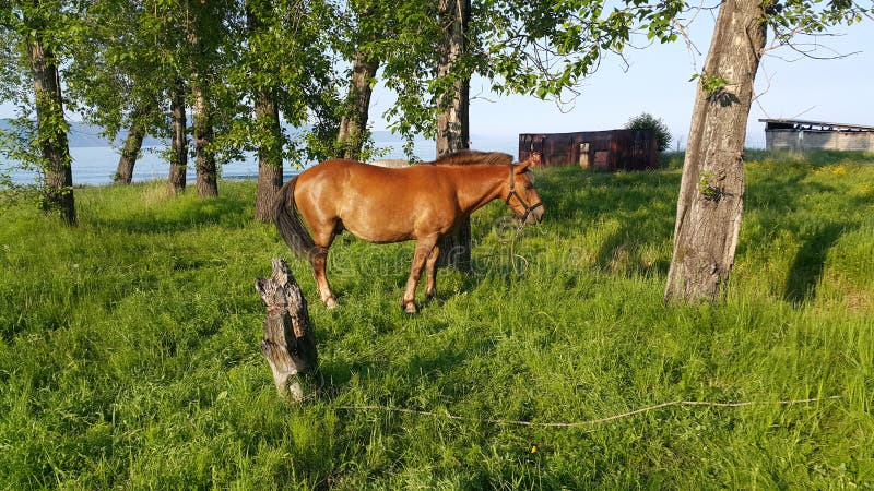 Horse on a leash stock photo. Image of horse, horseback - 94978924