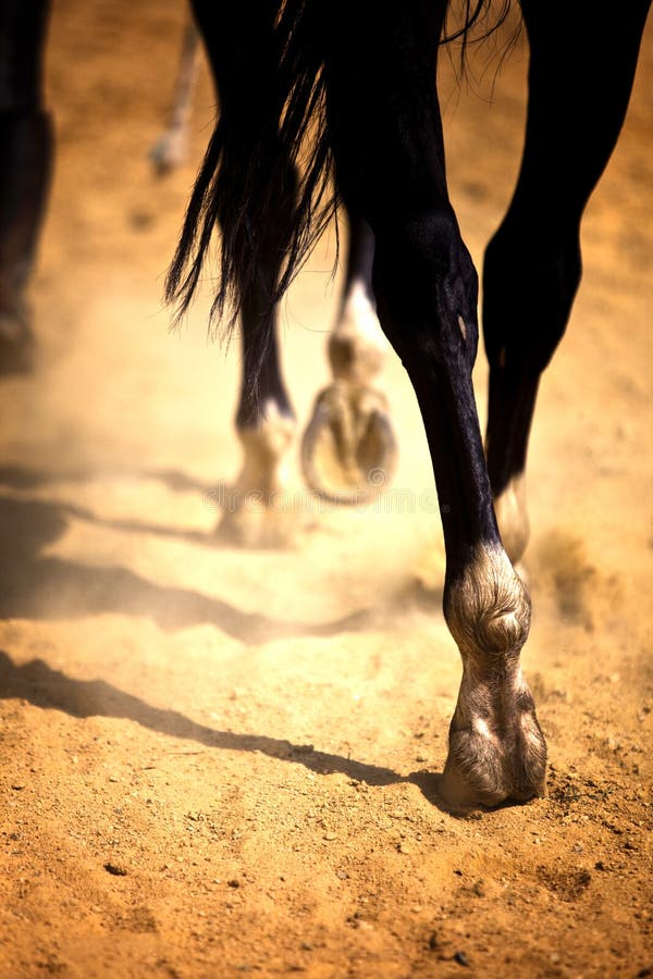 Horse legs stock image. Image of nature, meadow, main - 10676457