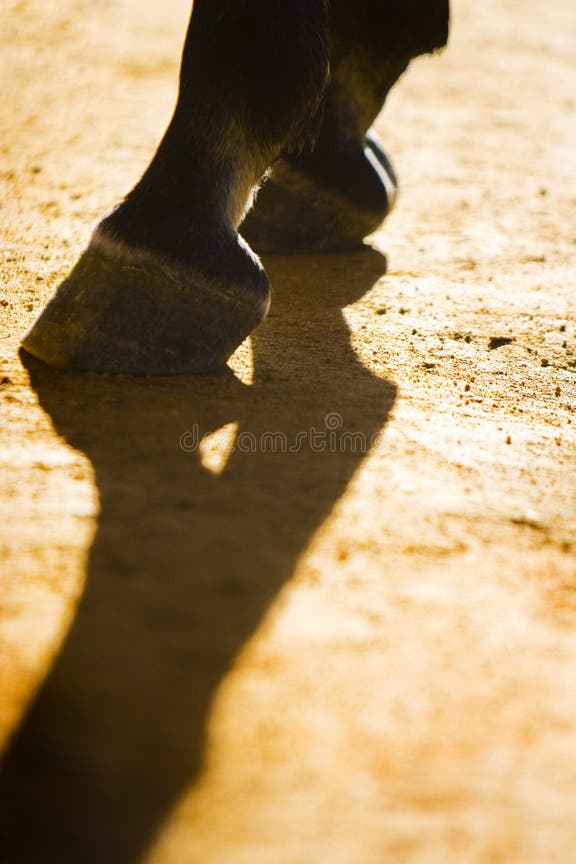 Horse legs and shadow stock image. Image of legs, equestrian - 11389365