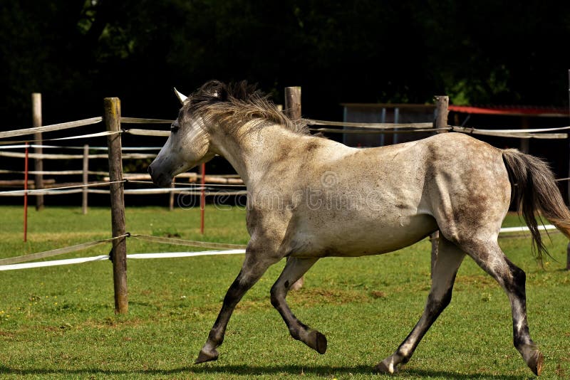 Horse, Horse Like Mammal, Mare, Stallion Picture. Image: 100709406
