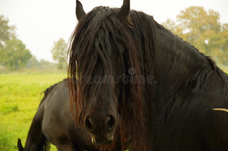 Horse with Wavy Mane Eating Green Grass from the Ground Stock Image ...