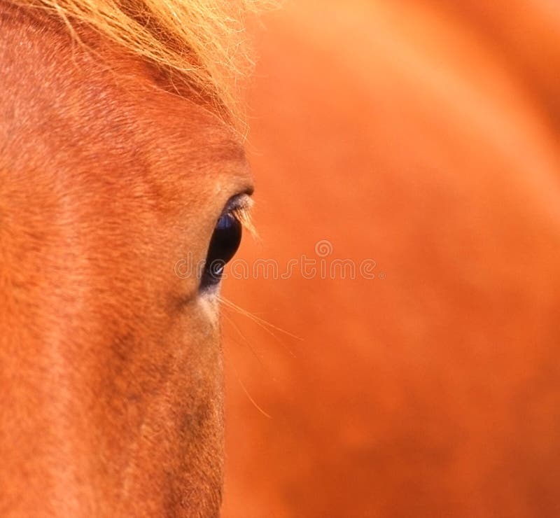 Horse look stock image. Image of northern, outdoor, brown - 5535157