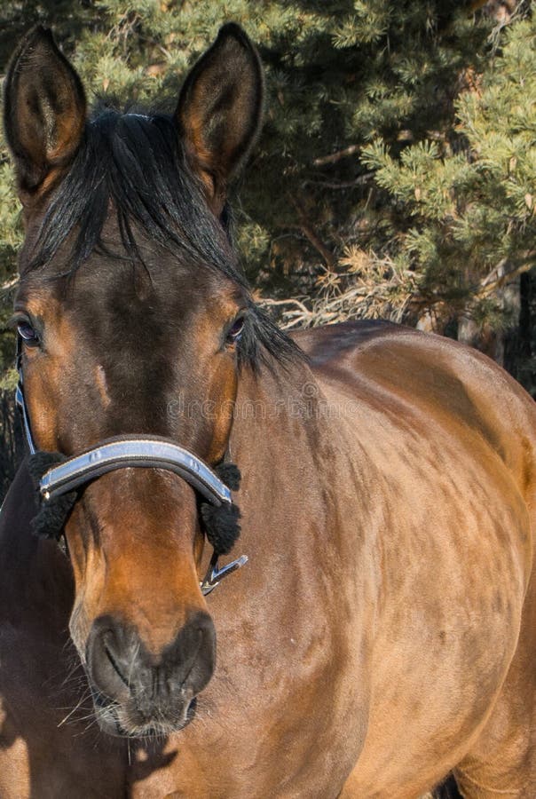 Horse look stock image. Image of movement, woolmane, snow - 50852551