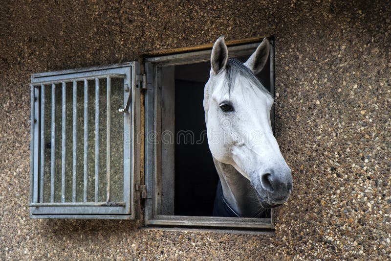 Horse Looking Out of the Stable Window at Silkeborg, Denmark Stock ...