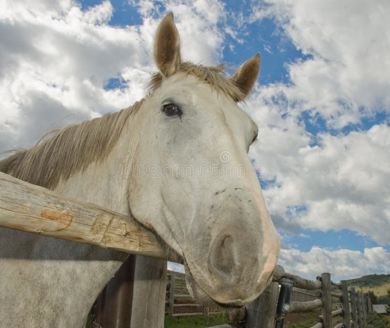 Over the fence stock photo. Image of separate, beauty - 1791042