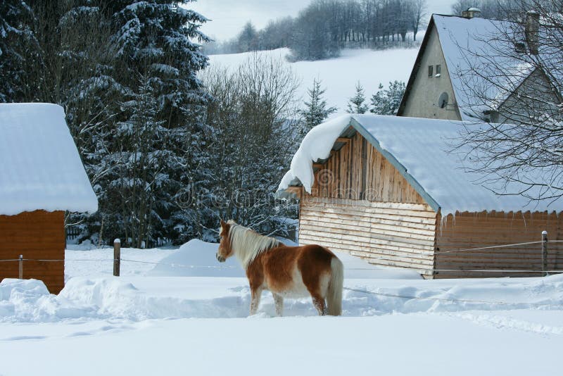 Horse Looking on Stable in Winter Stock Image - Image of nature ...