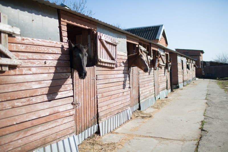 The Horse Looks Out of the Stall Stock Photo - Image of mammal, riding ...
