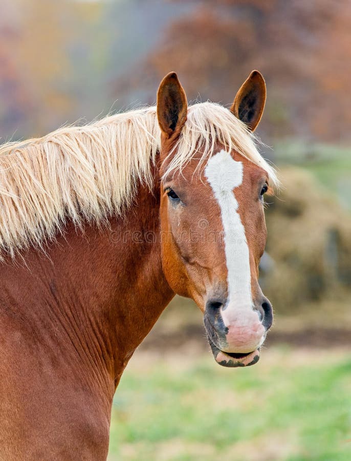 Horse Looks Your Way stock image. Image of barnyard, belgian - 38243501