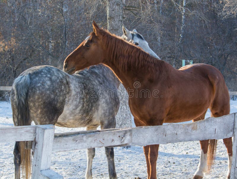 Horse love stock image. Image of equestrian, people, smile - 31064729