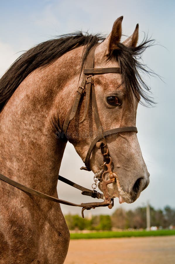 Horse stock image. Image of hair, family, mammal, farm - 42736527