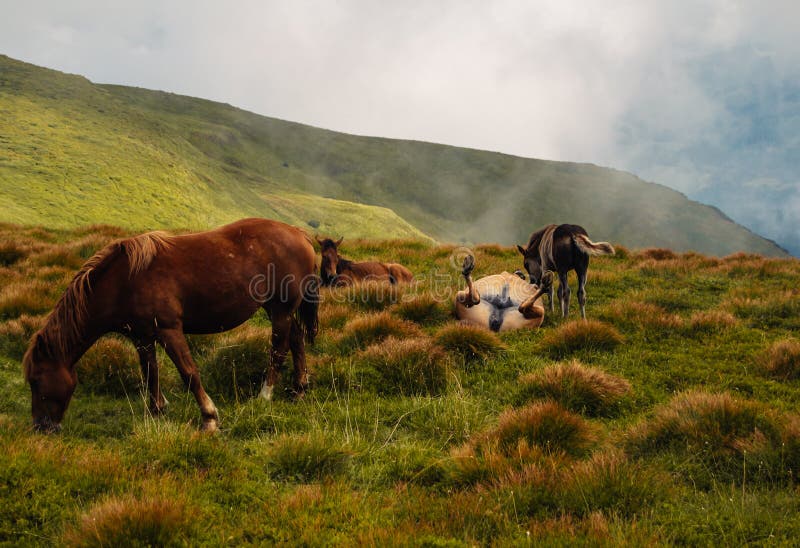 Horse lying on its back stock image. Image of hooves - 231316429