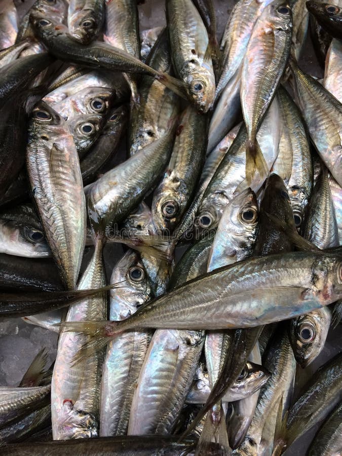 Horse mackerel stock photo. Image of small, fish, food - 78846198