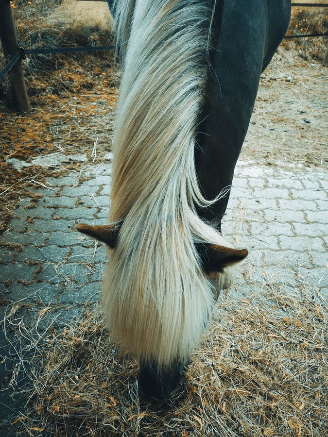 409 Ears Back Horse Stock Photos - Free & Royalty-Free Stock Photos ...