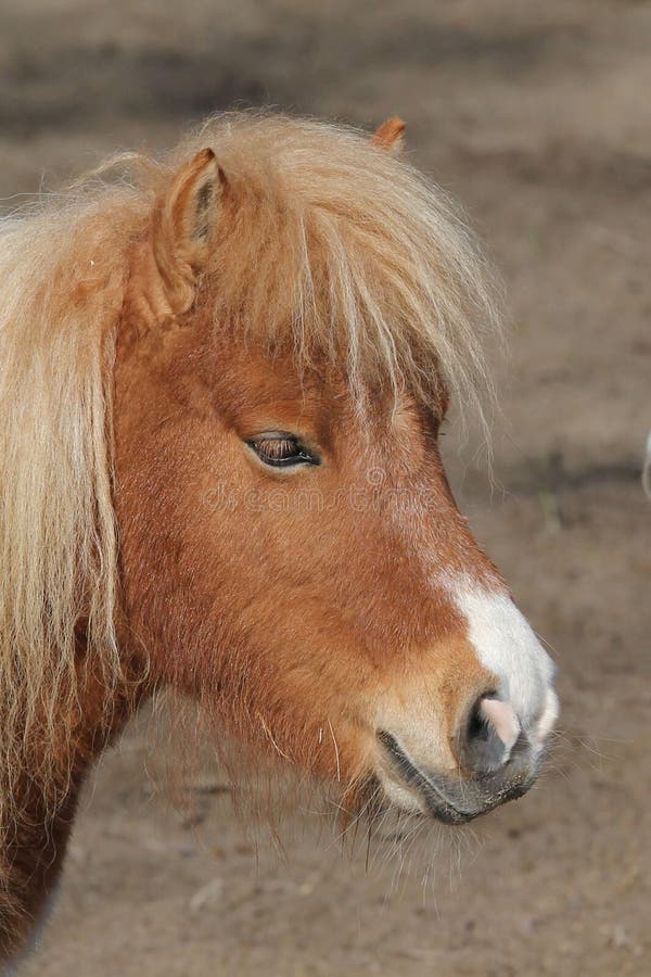 Horse, Mane, Horse Like Mammal, Pony Stock Image - Image of fauna, mane ...