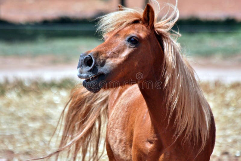 Horse, Mane, Horse Like Mammal, Stallion Picture. Image: 100630028