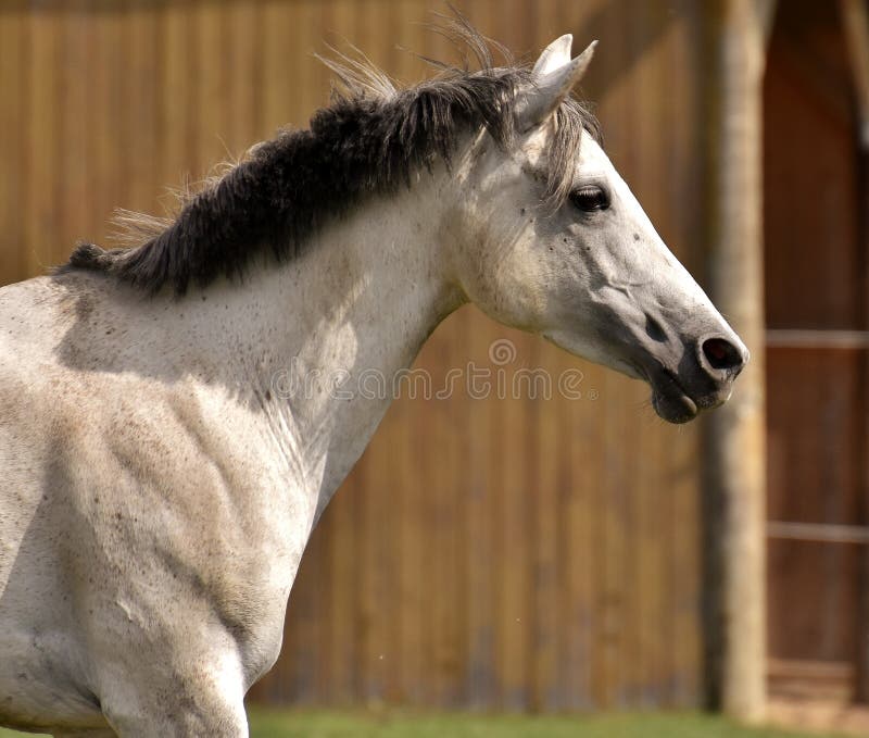 Horse, Mane, Horse Like Mammal, Stallion Stock Image - Image of colt ...