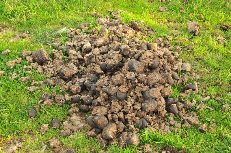 6+ Manure texture Free Stock Photos - StockFreeImages