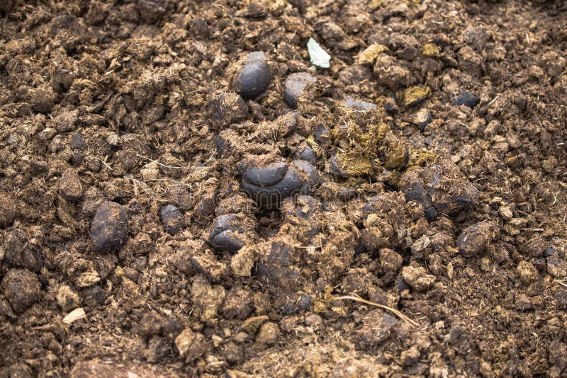 Manure Compost Texture Close Up. with a Lot of Dry Grass Blades and ...