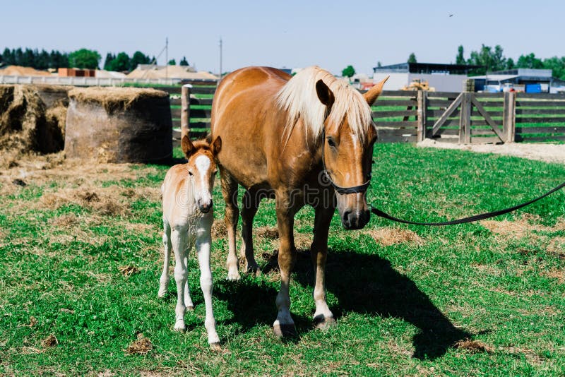Horse Mare and Her Very Small Foal on a Farm Stock Photo - Image of ...