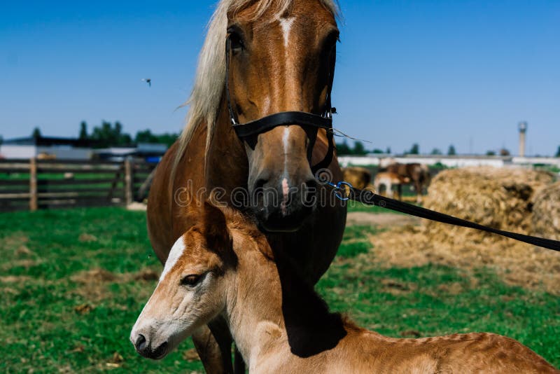 Horse Mare and Her Very Small Foal on a Farm Stock Photo - Image of ...