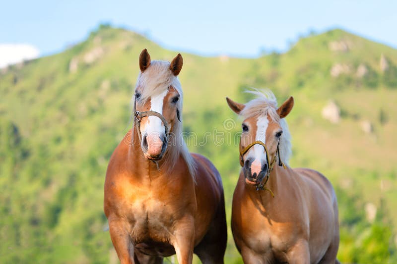 Horse and Mare Love Each Other Stock Photo - Image of love, rural ...