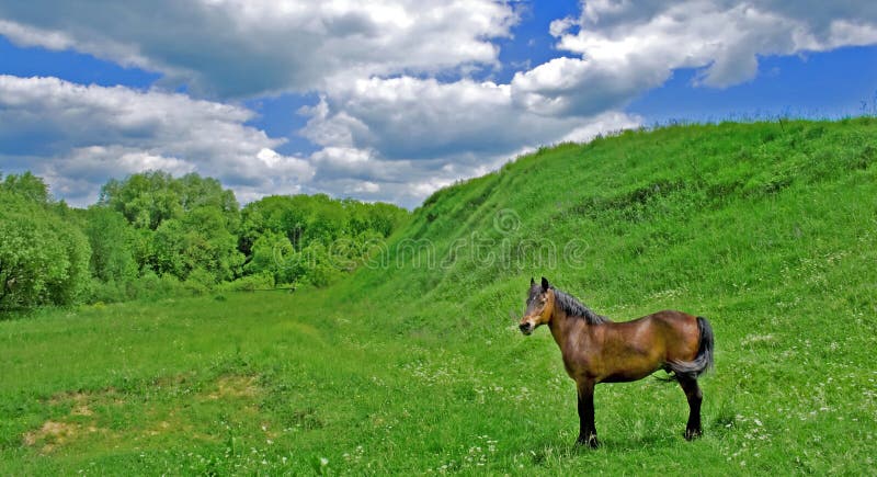 Horse in Meadow Spring Scenes Stock Photo - Image of grassland, horse ...
