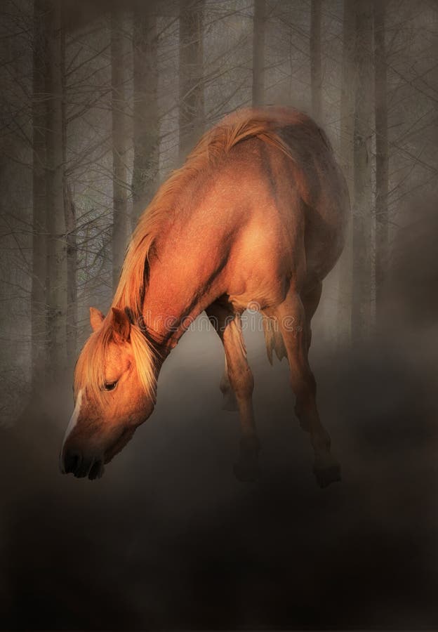 Horse in the mist stock image. Image of mist, golden - 161092301