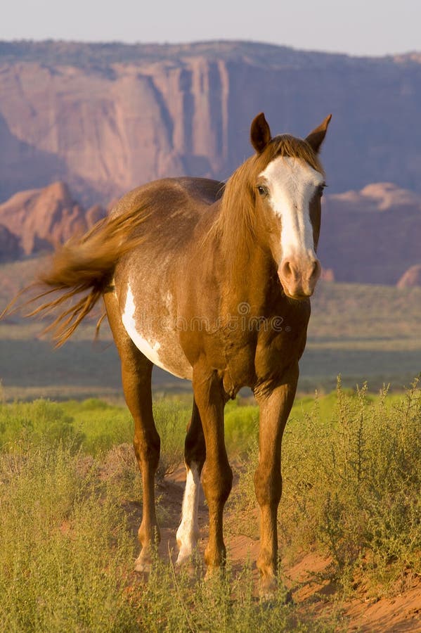 Wild Open Range Horse stock image. Image of desert, animal - 16641947