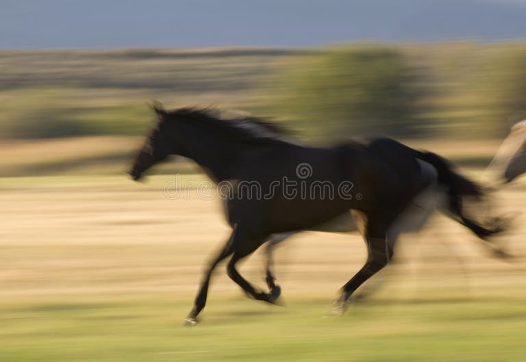 13,812 Fast Horse Motion Stock Photos - Free & Royalty-Free Stock ...
