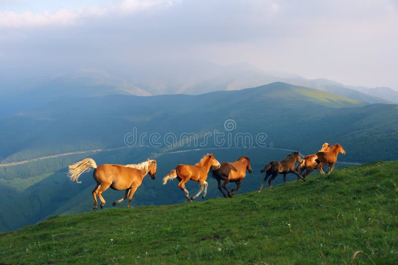 Horse in mountain stock image. Image of horse, sidehill - 43326293