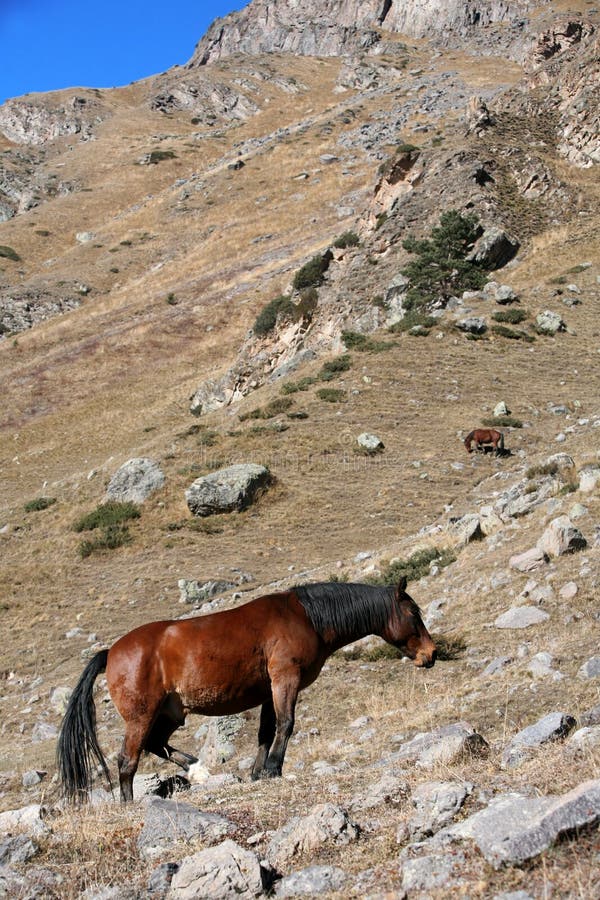 Horse in mountains stock image. Image of ecology, mountain - 7258063