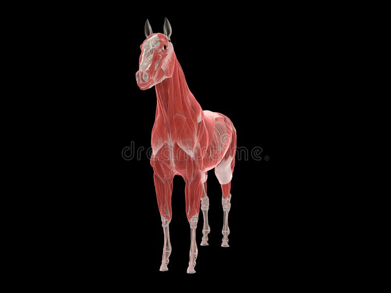 The horse muscle system stock illustration. Illustration of healthy ...
