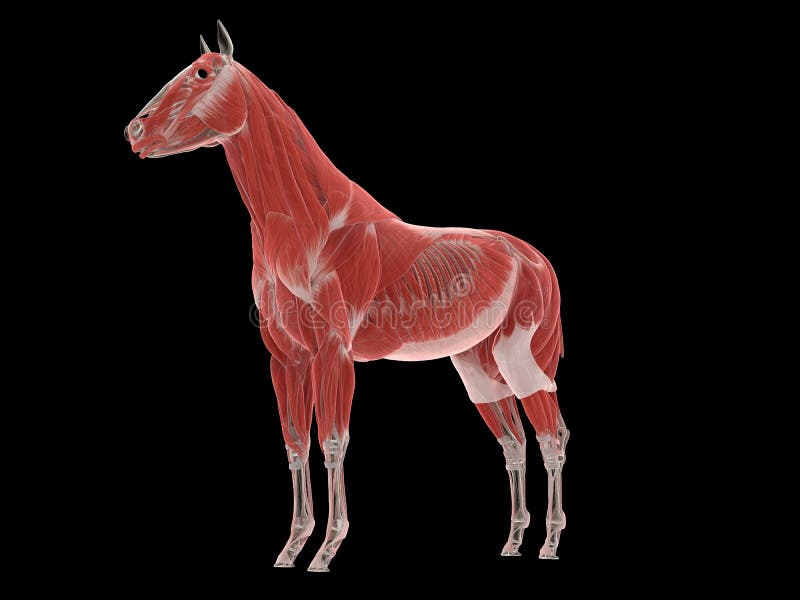 The horse muscle system stock illustration. Illustration of musculature ...