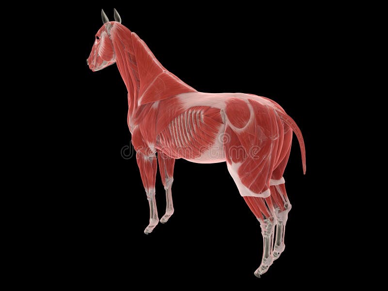 The horse muscle system stock illustration. Illustration of bones ...