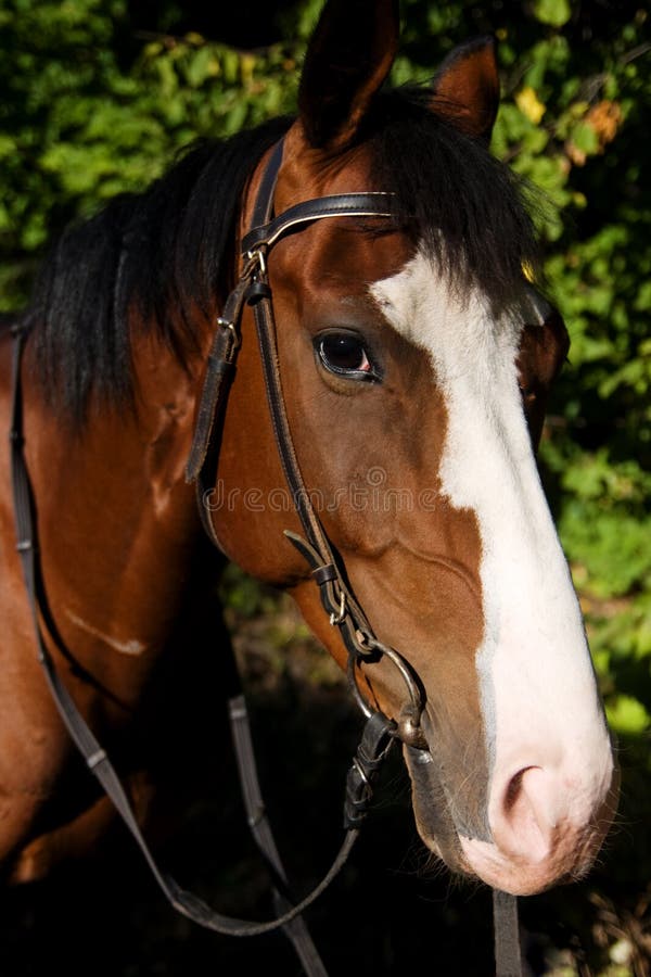 Crub Stock Photos - Free & Royalty-Free Stock Photos from Dreamstime