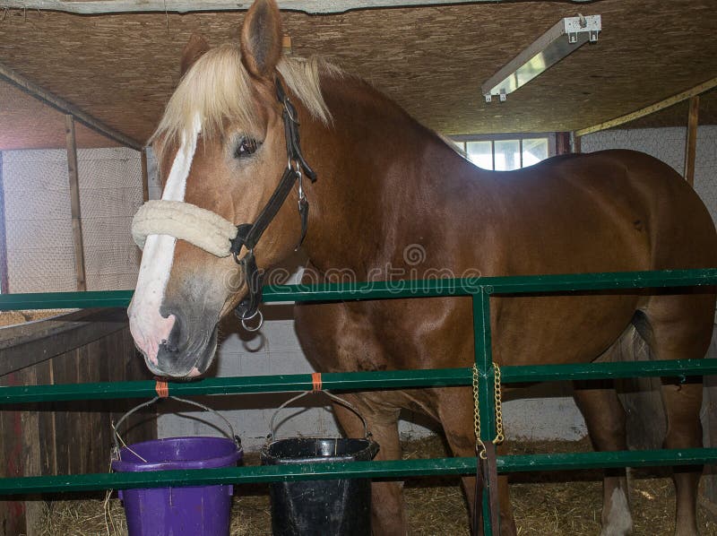 Horse stock image. Image of mare, pony, bridal, saddle - 66171583