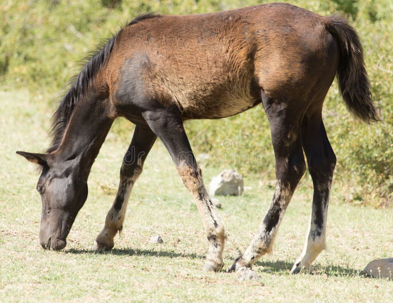 Horse on nature stock image. Image of brown, posing - 101329381